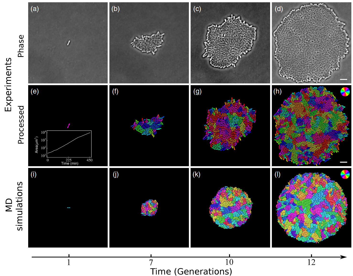 Geometry and Mechanics of Microdomains in Growing Bacterial Colonies ...
