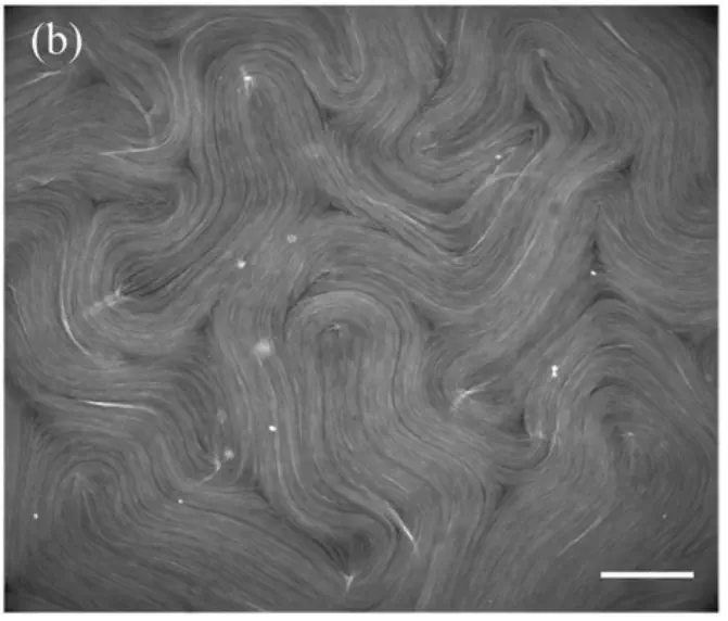 Dynamics of Active Turbulence | You Soft Matter Group